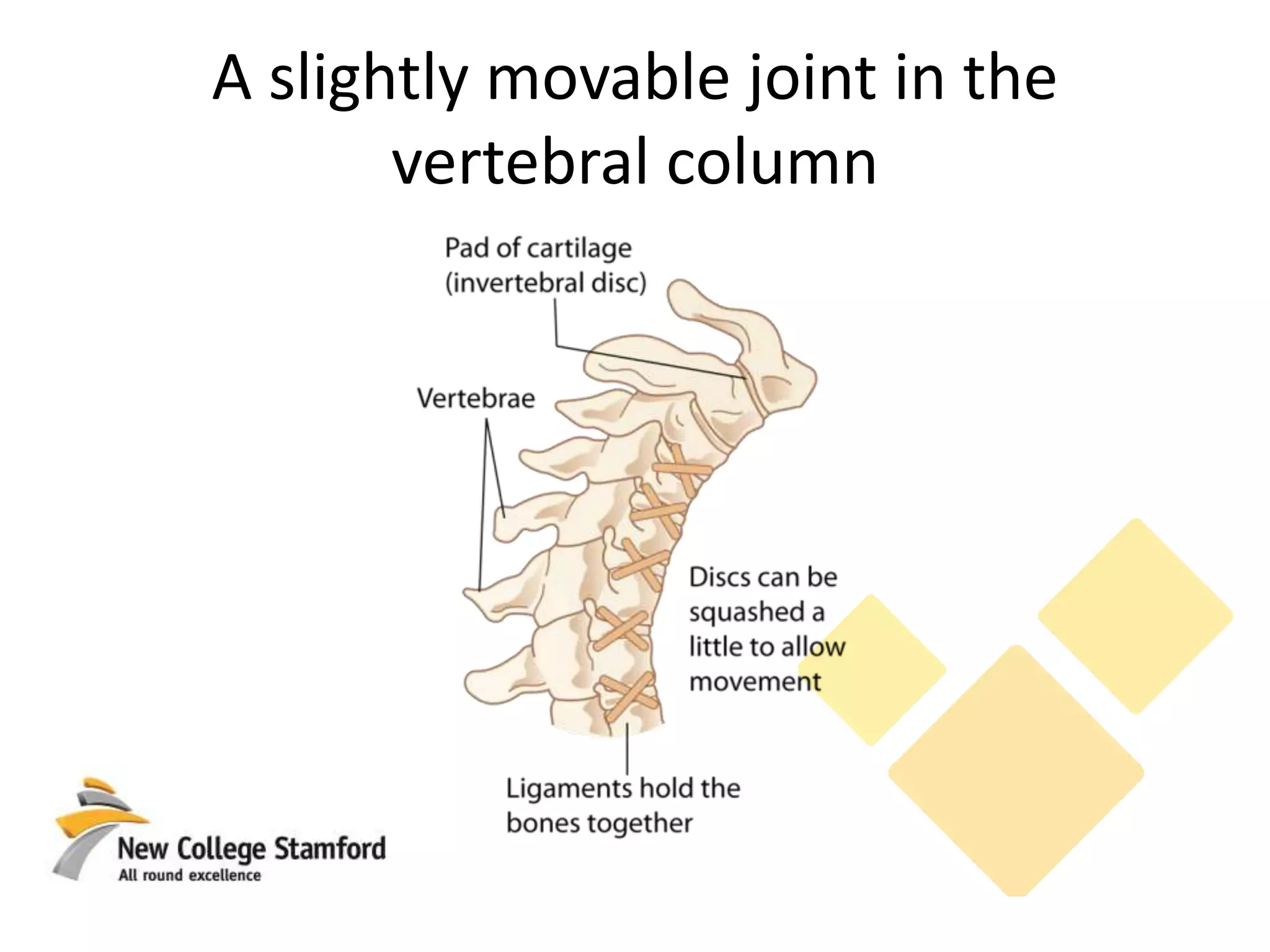Skeletal system joints (pearson) | PPTX