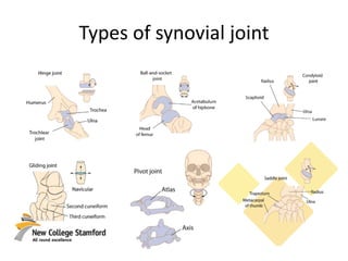 Skeletal system joints (pearson) | PPTX
