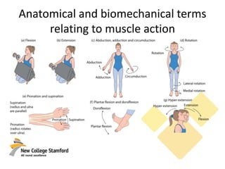 Skeletal system joints (pearson) | PPTX