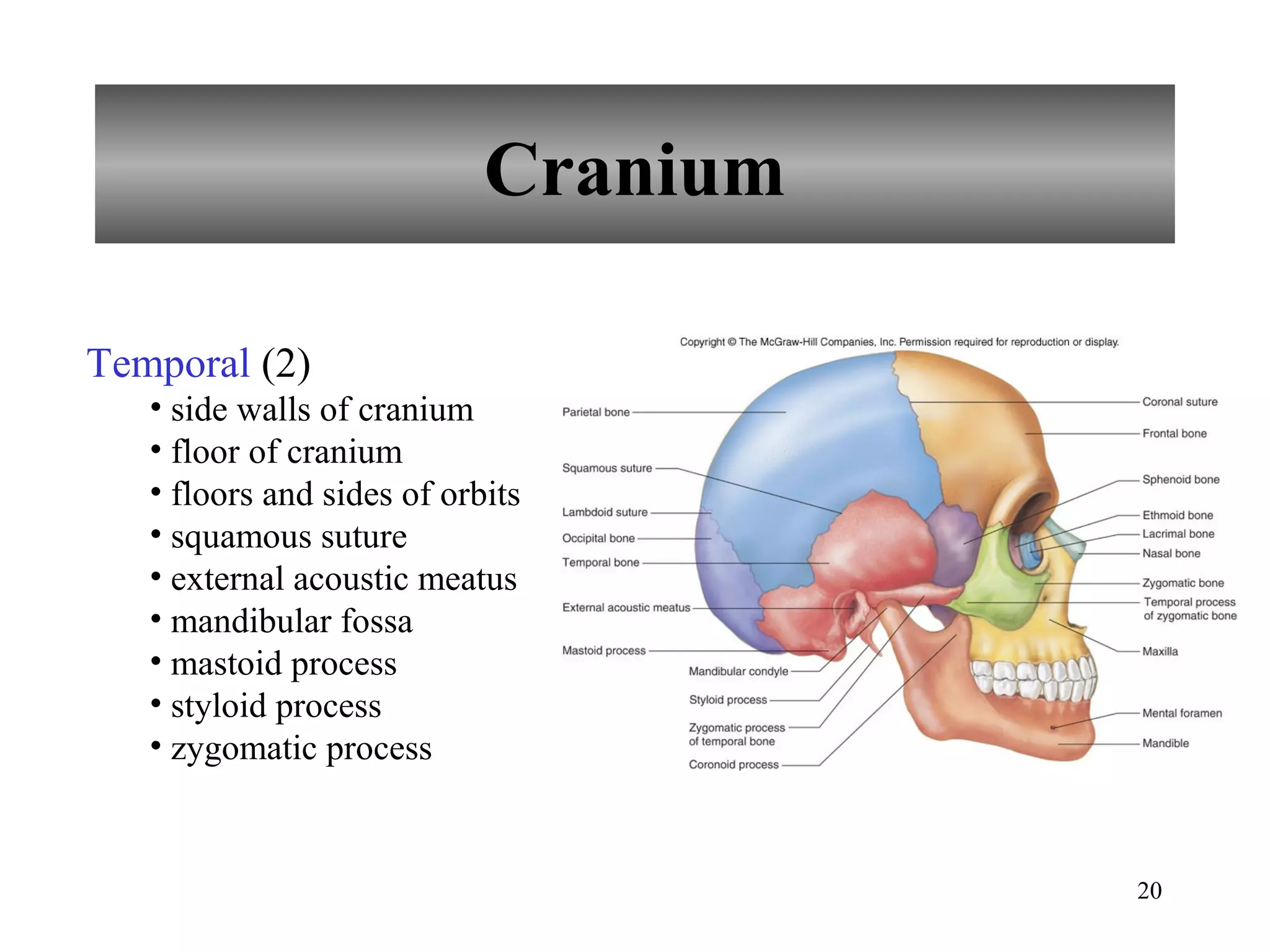 Skeletal system lab | PPT