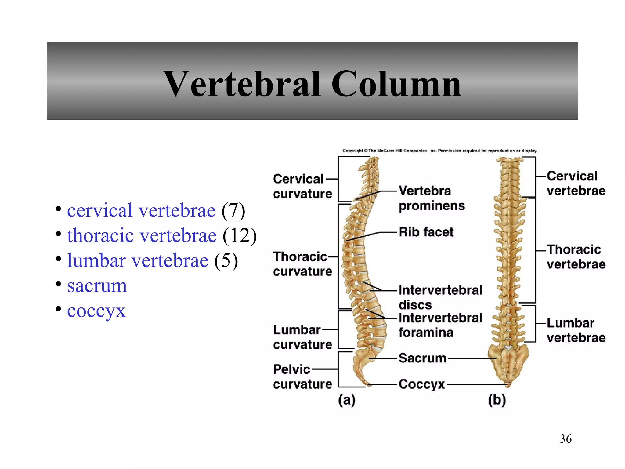 Skeletal system lab | PPT