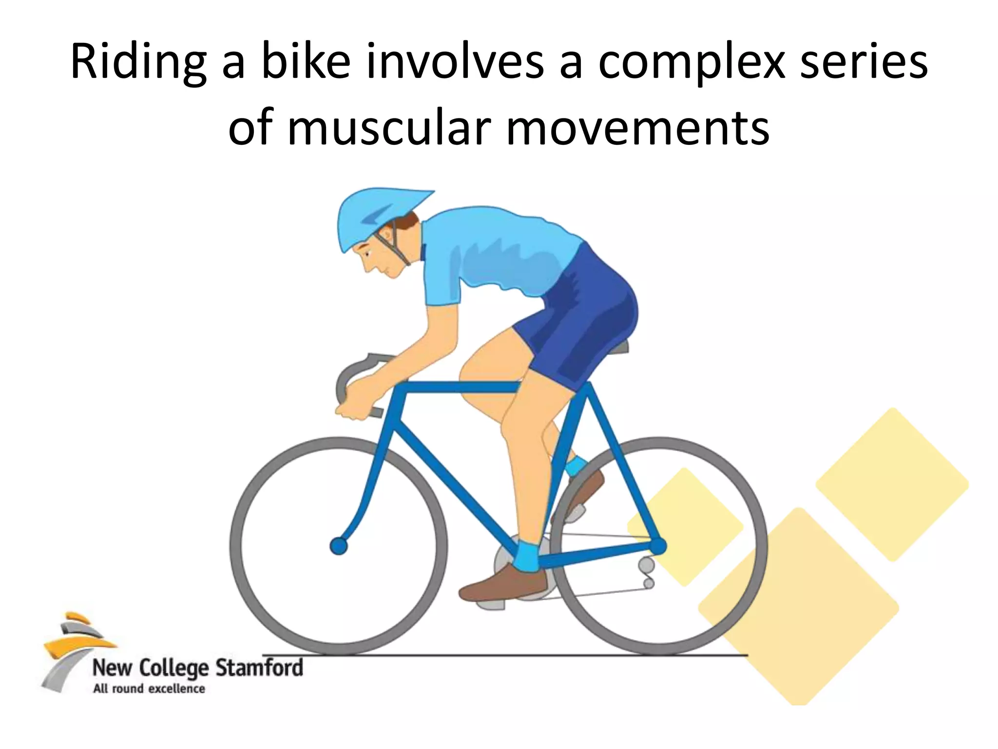 Skeletal system muscles (pearson) | PPTX