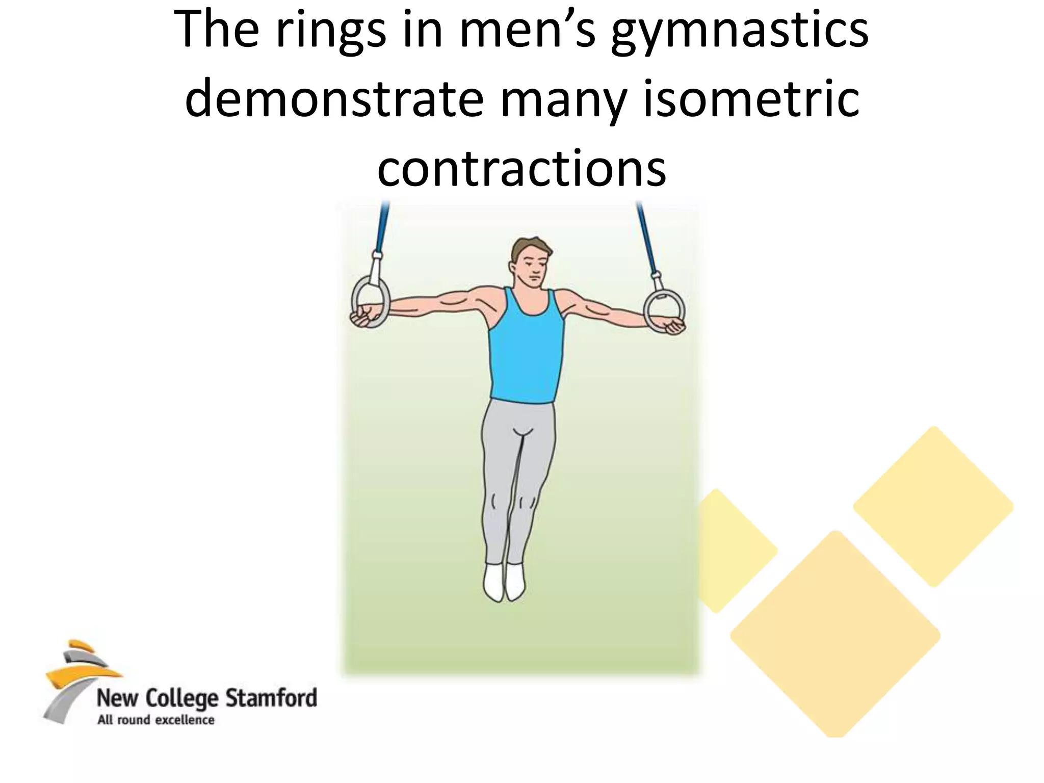 Skeletal system muscles (pearson) | PPTX | Bodybuilding | Sports