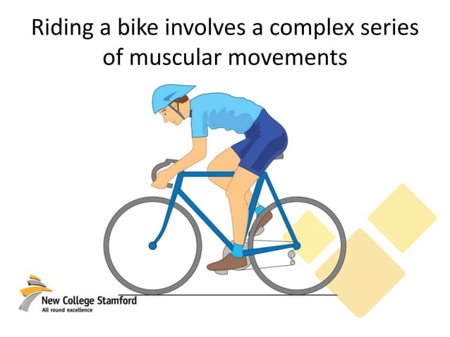 Skeletal system muscles (pearson) | PPT