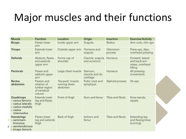 skeletal-system-muscles-pearson