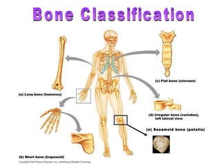Skeletal system.p2