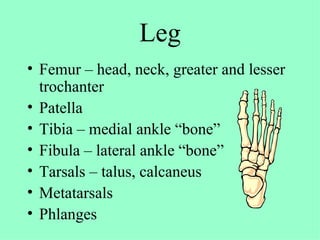 Skeletal System Sue Howard | PPT