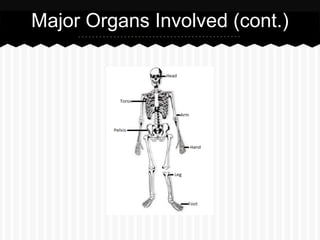 Skeletal system (1) | PPT