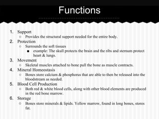 Skeletal system (1) | PPT