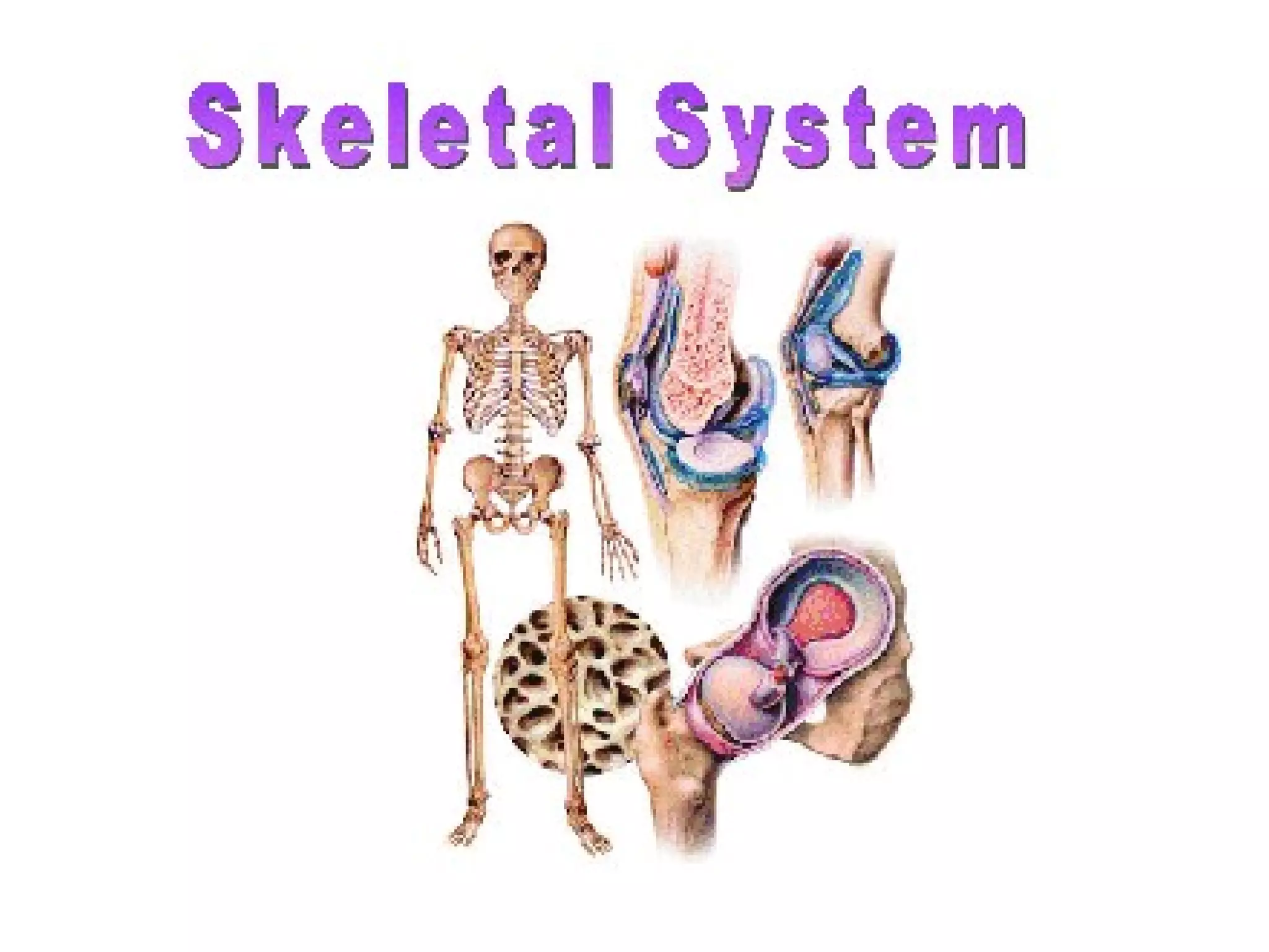 Skeletal System | PPT
