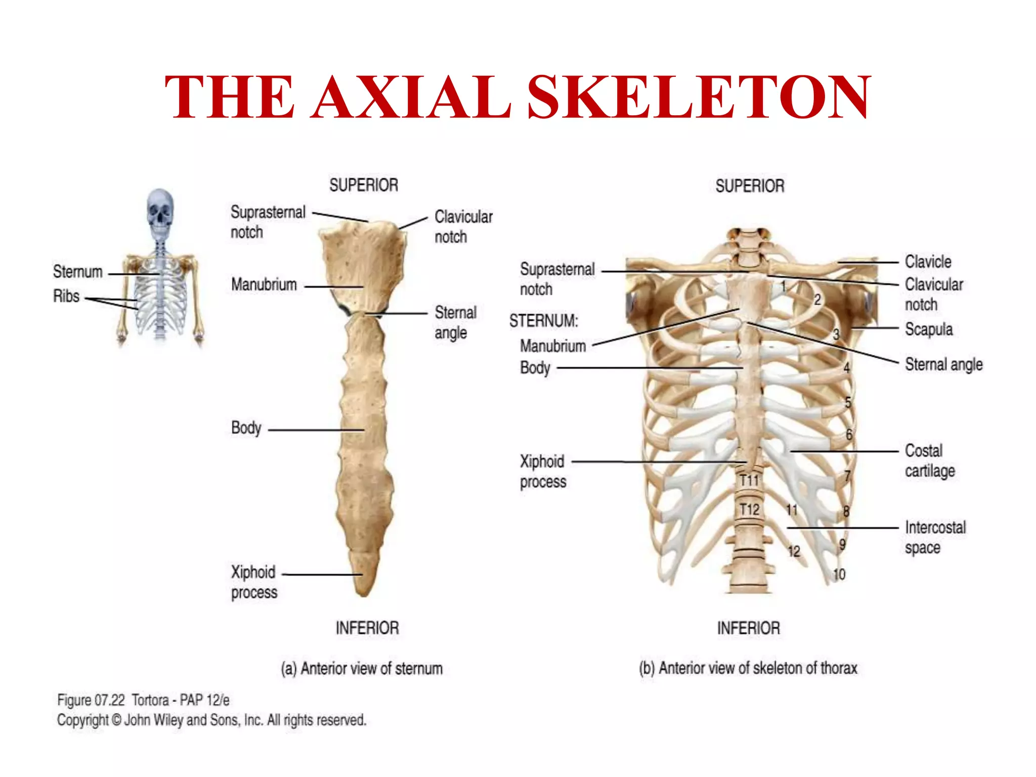 Skeletal system | PPTX