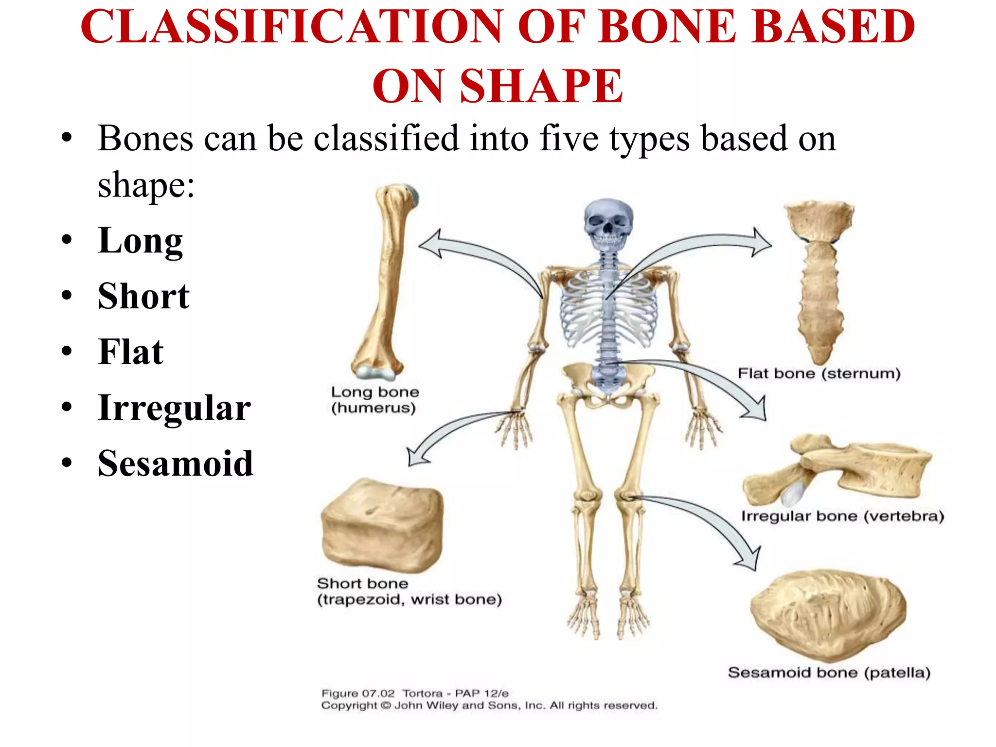 Skeletal system | PPTX