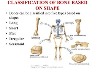 Skeletal system | PPTX
