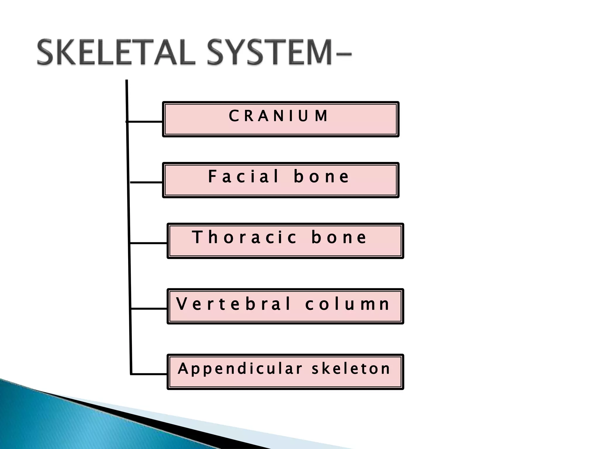 Skeletalsystem1 | PPTX