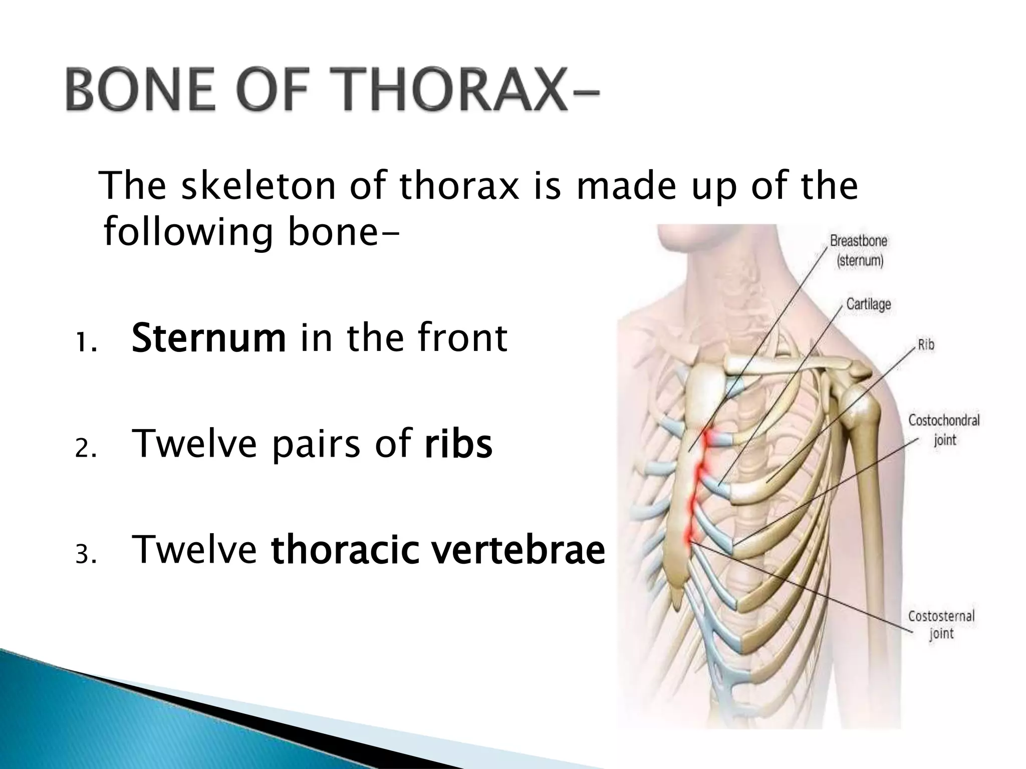 Skeletalsystem1 | PPTX