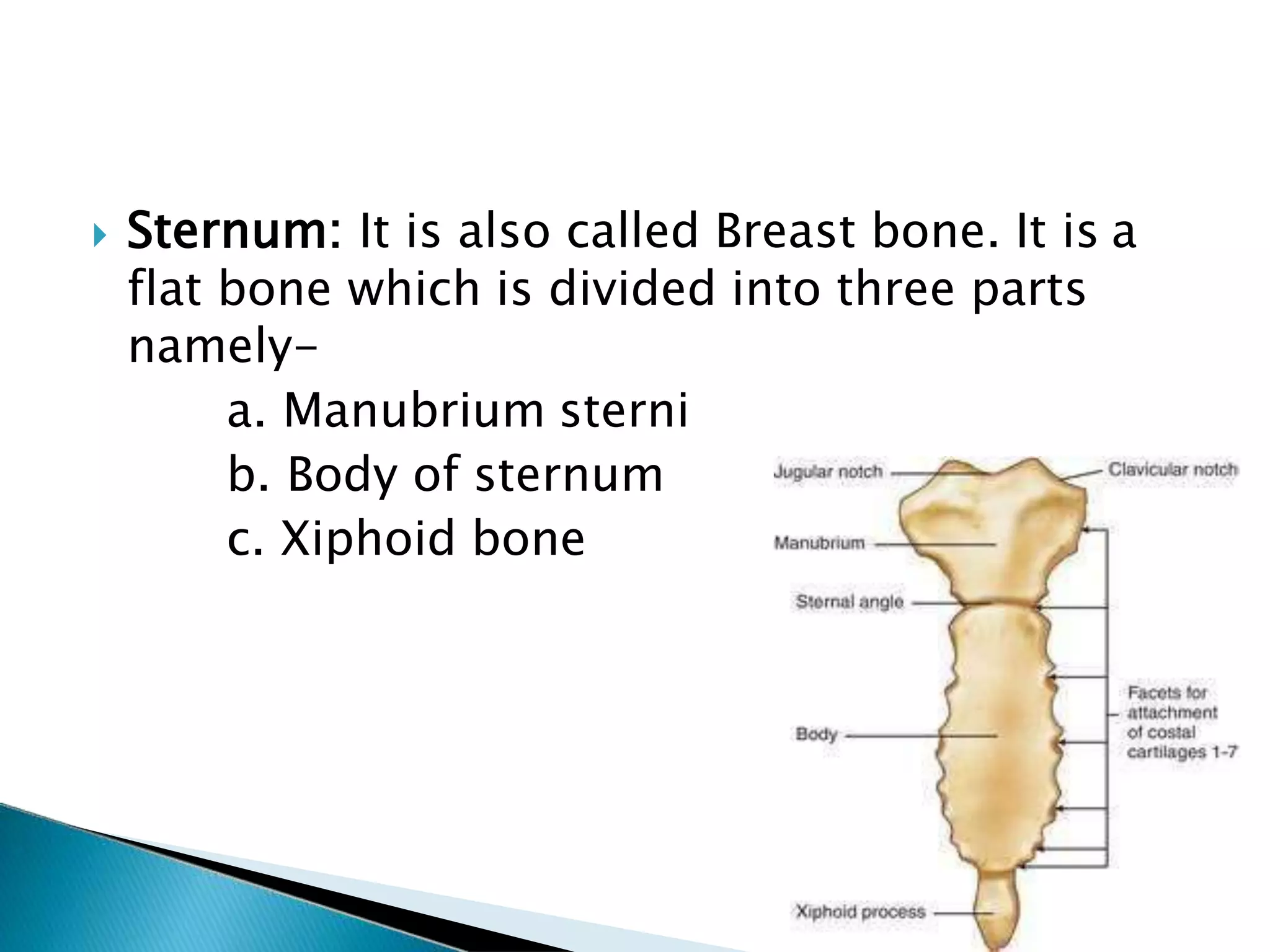 Skeletalsystem1 | PPTX