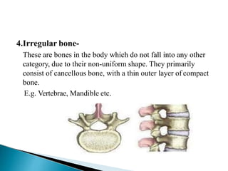 Skeletalsystem1 | PPTX