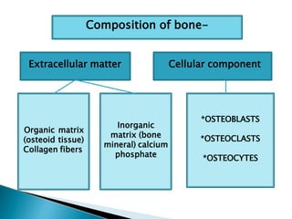 Skeletalsystem1 | PPTX