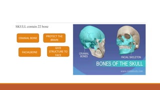 Skeletal system.pptx Ananya girish babu | PPTX
