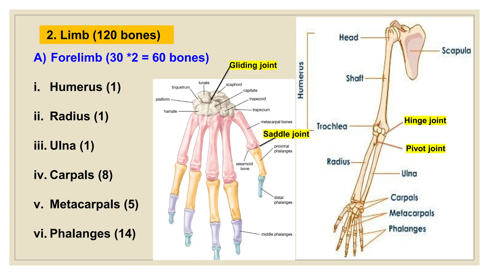 skeletal system complete details with joints and its types | PDF
