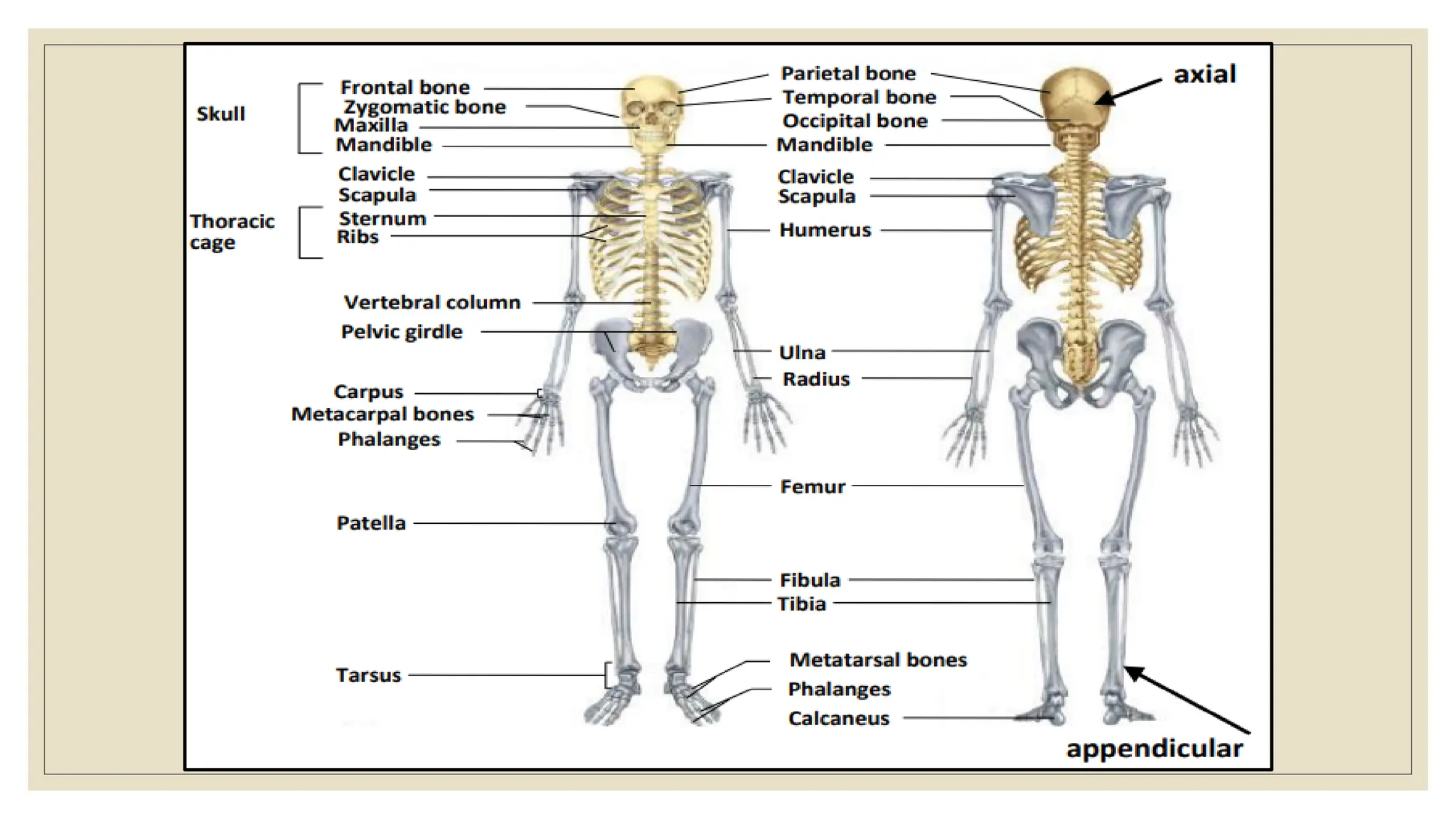 skeletal system complete details with joints and its types | PDF