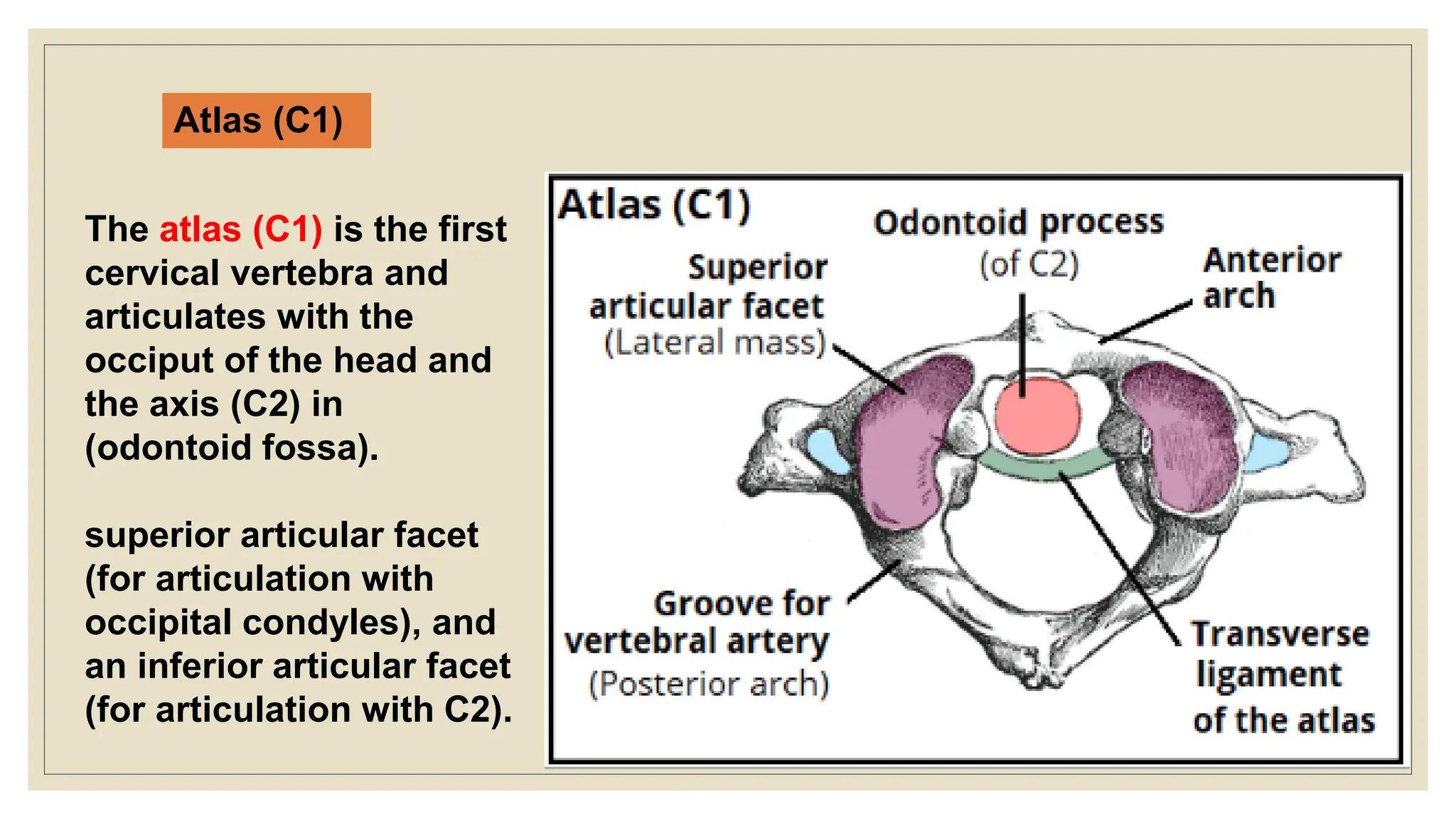 skeletal system complete details with joints and its types | PDF