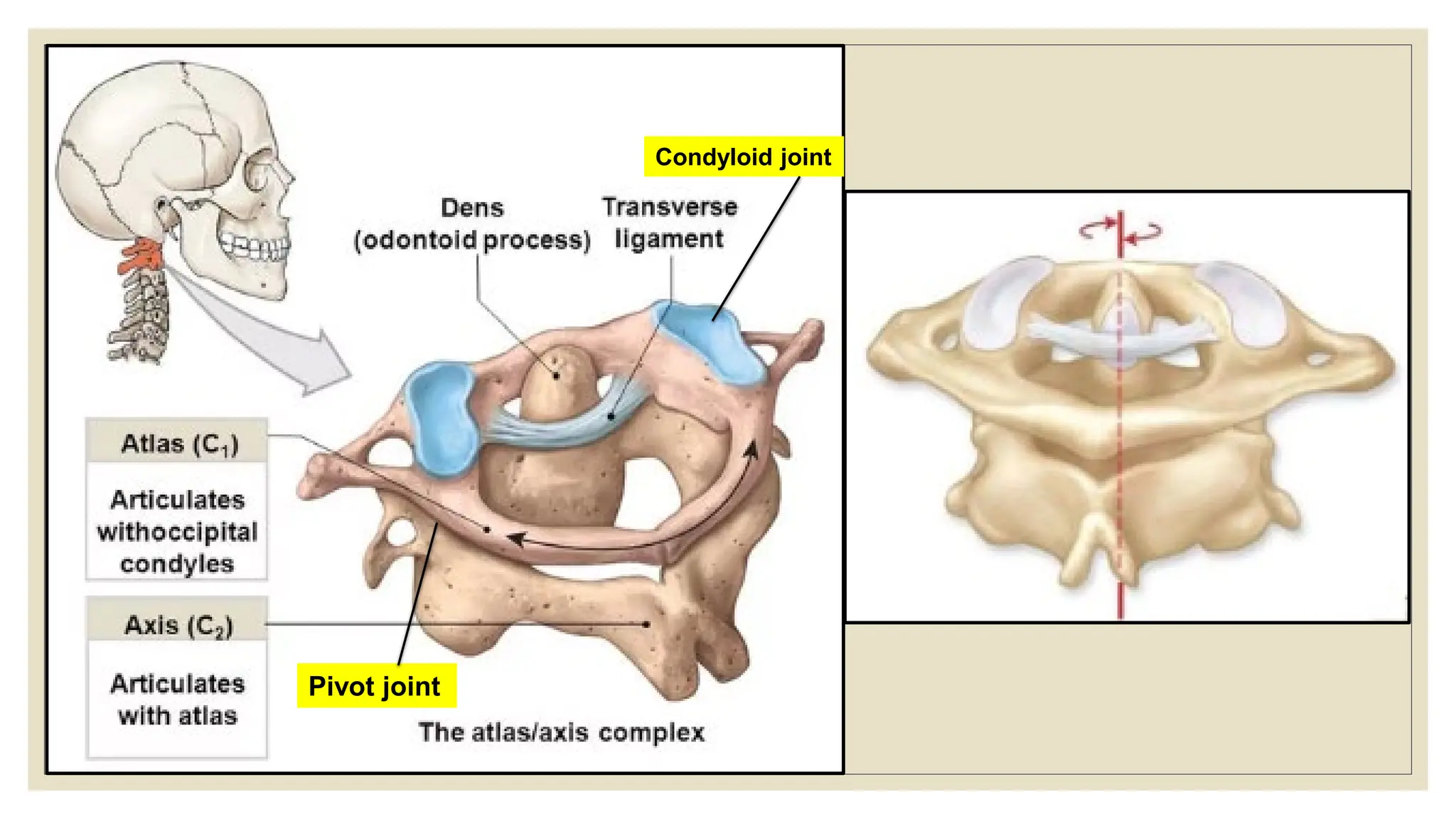 skeletal system complete details with joints and its types | PDF