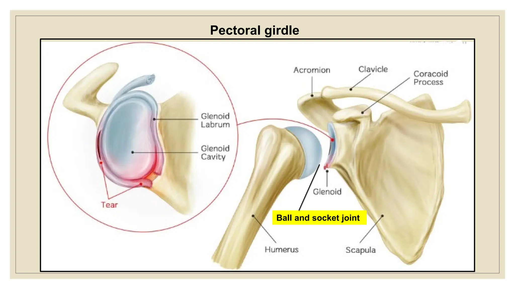 skeletal system complete details with joints and its types | PDF