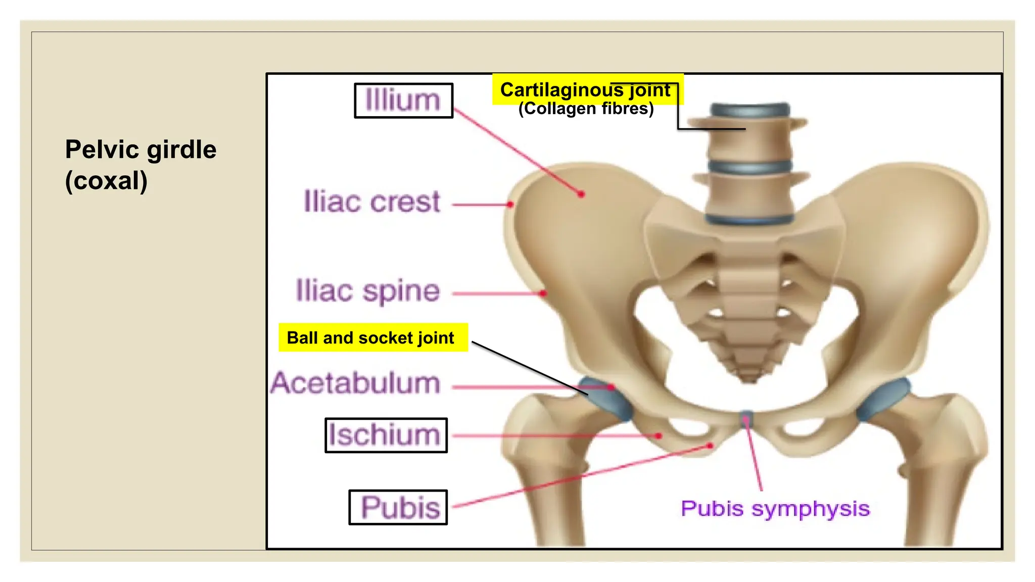 skeletal system complete details with joints and its types | PDF