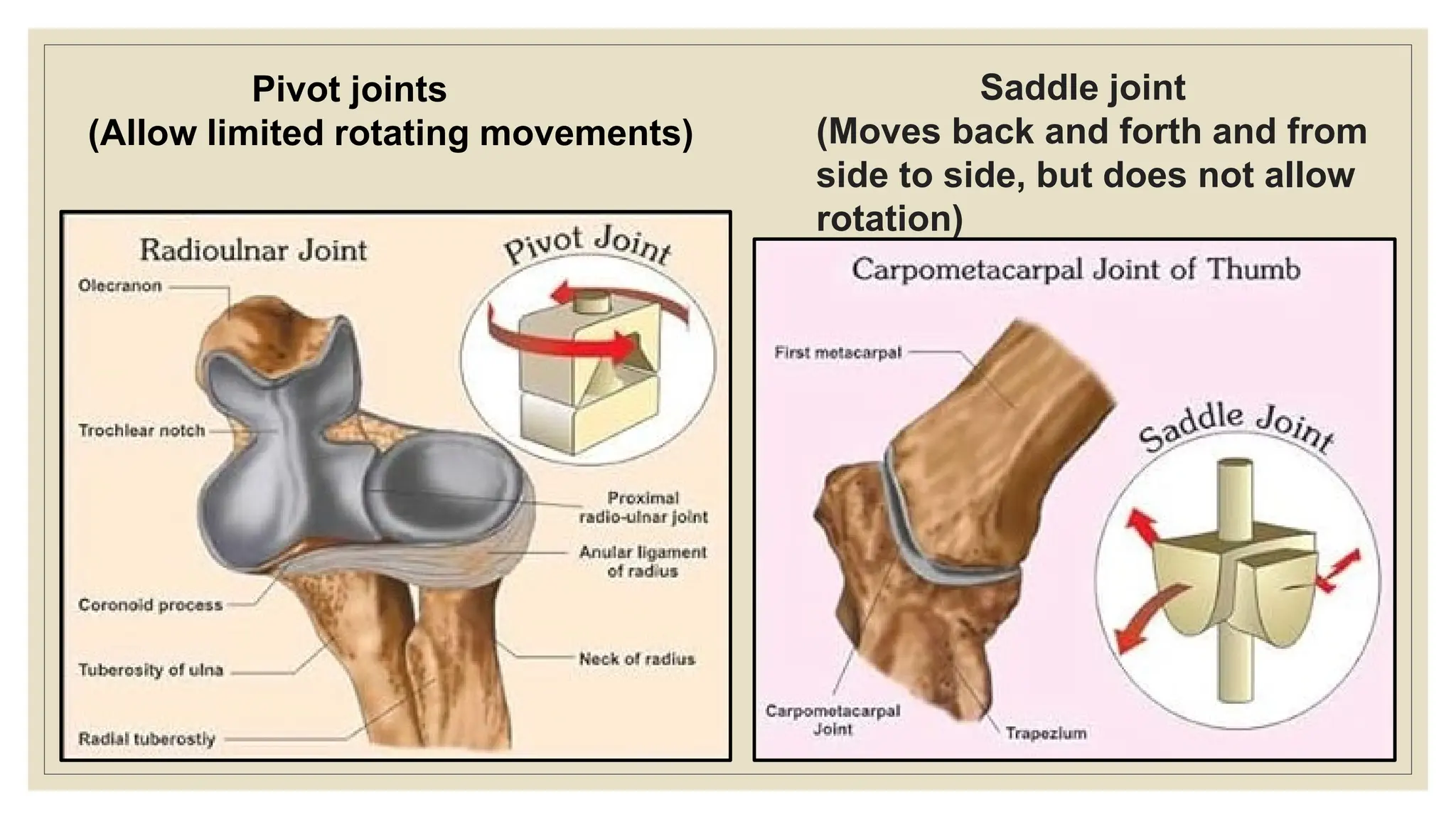 skeletal system complete details with joints and its types | PDF