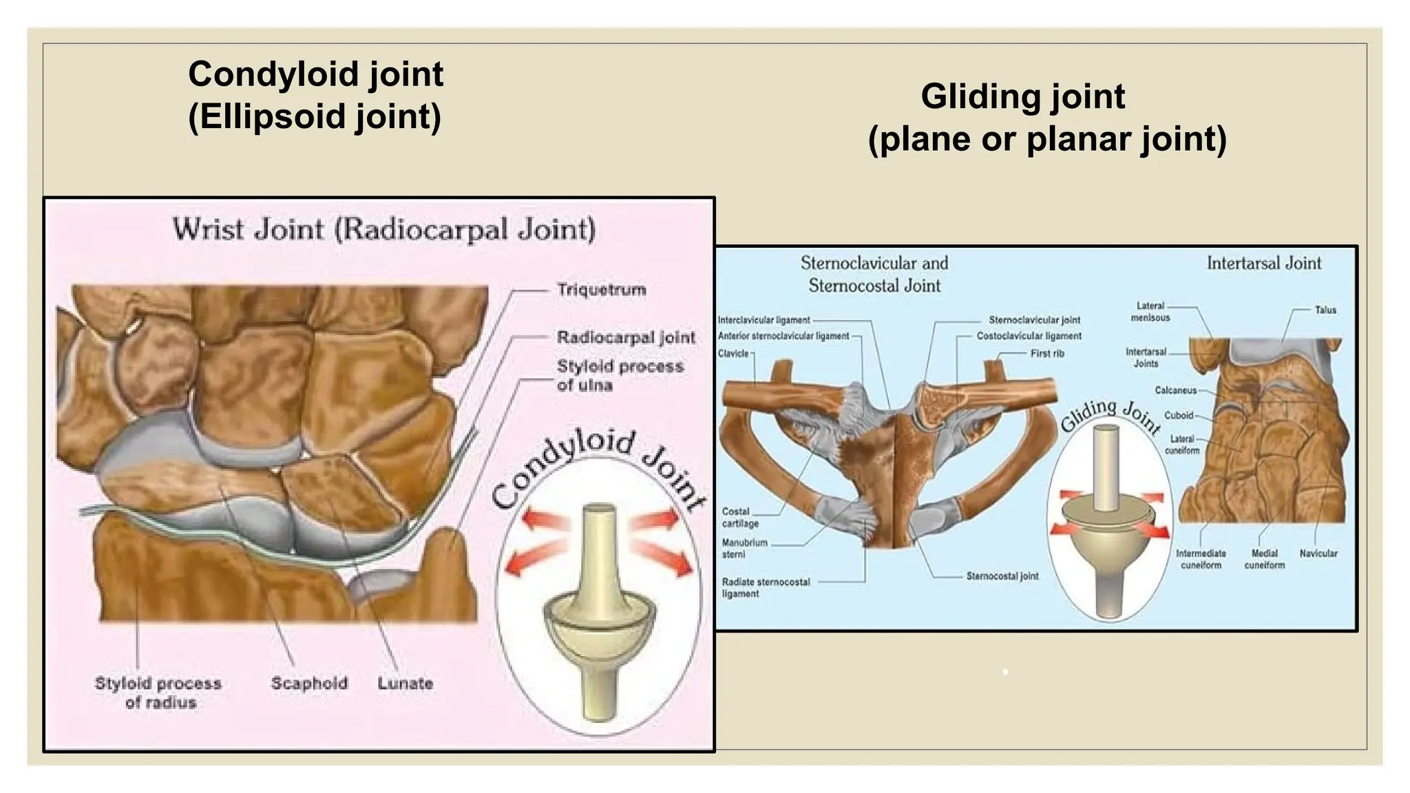 skeletal system complete details with joints and its types | PDF