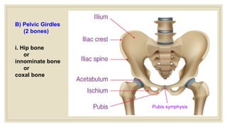 skeletal system complete details with joints and its types | PDF