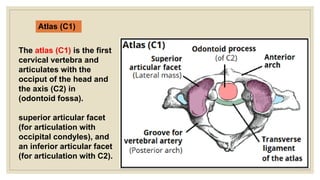 skeletal system complete details with joints and its types | PPT