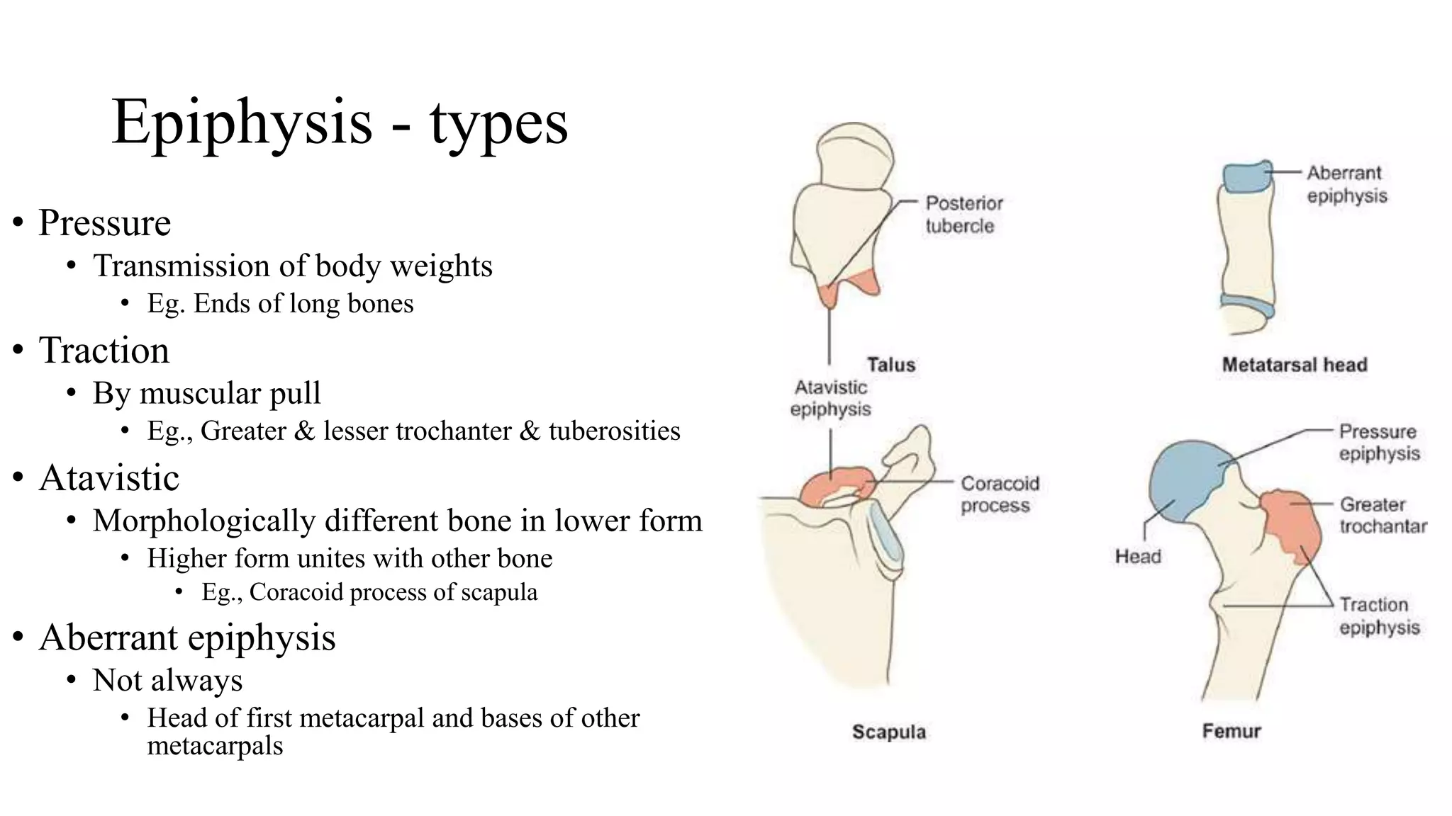 skeletal system21-22.pptx