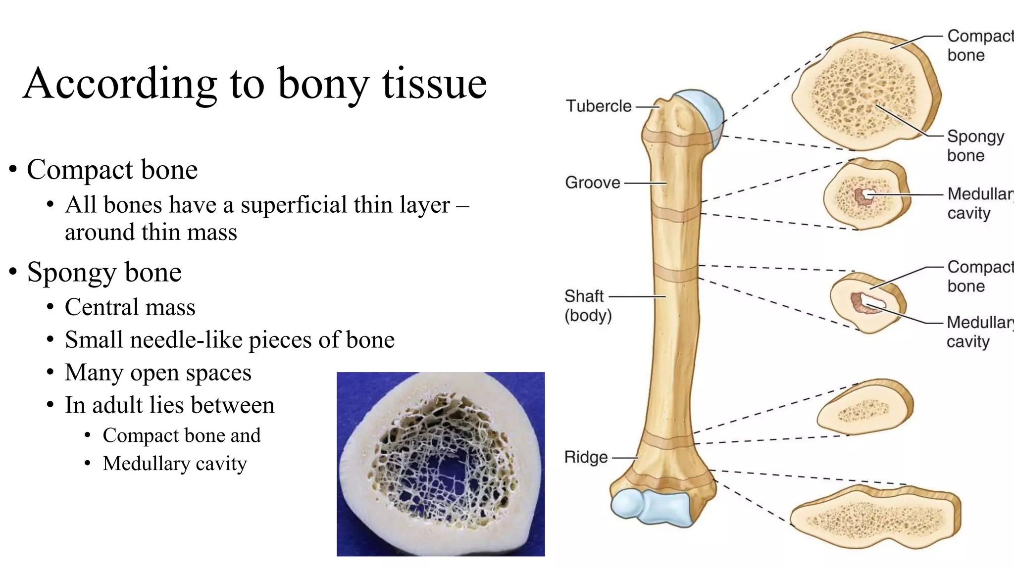 skeletal system21-22.pptx