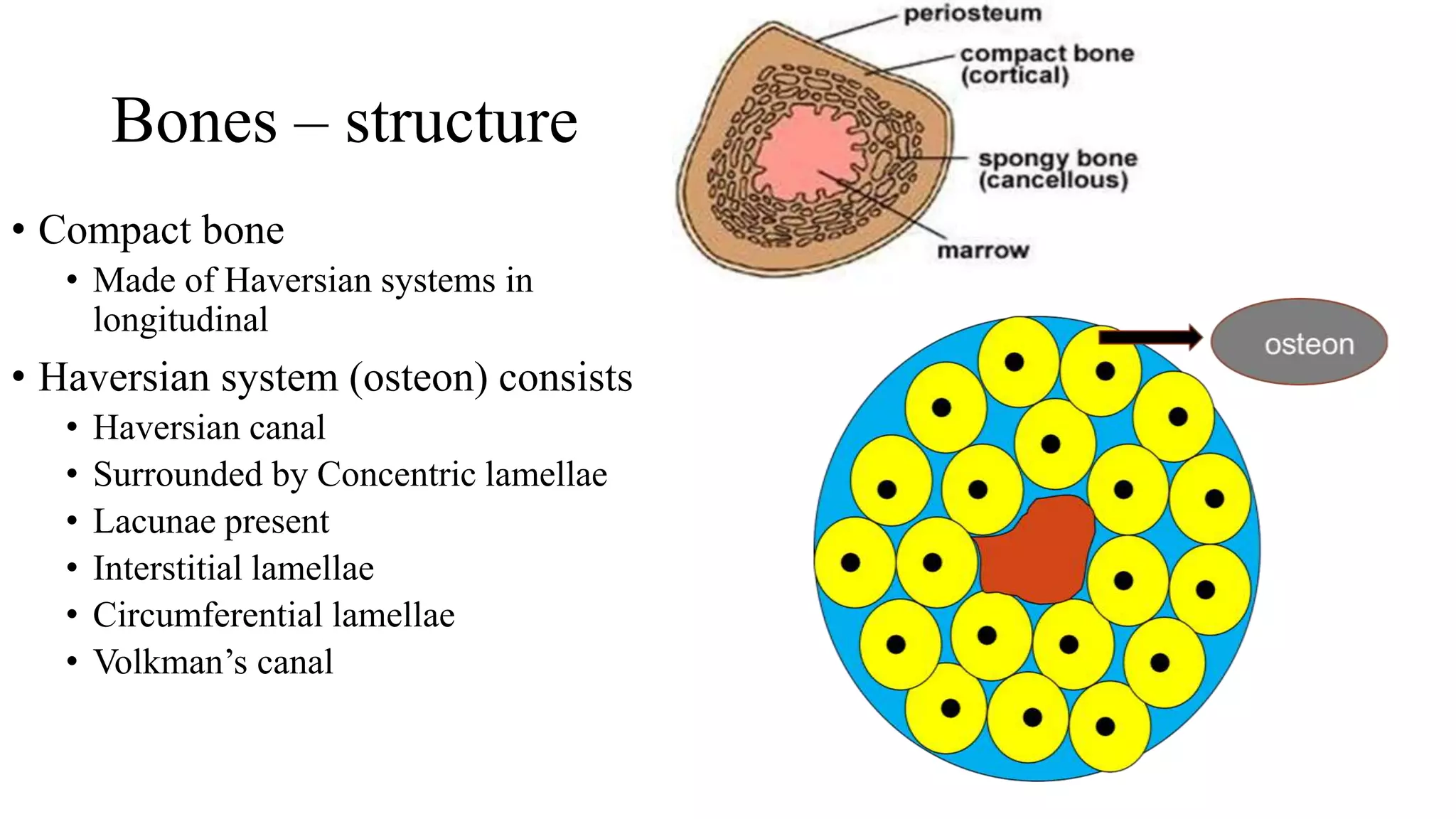 skeletal system21-22.pptx