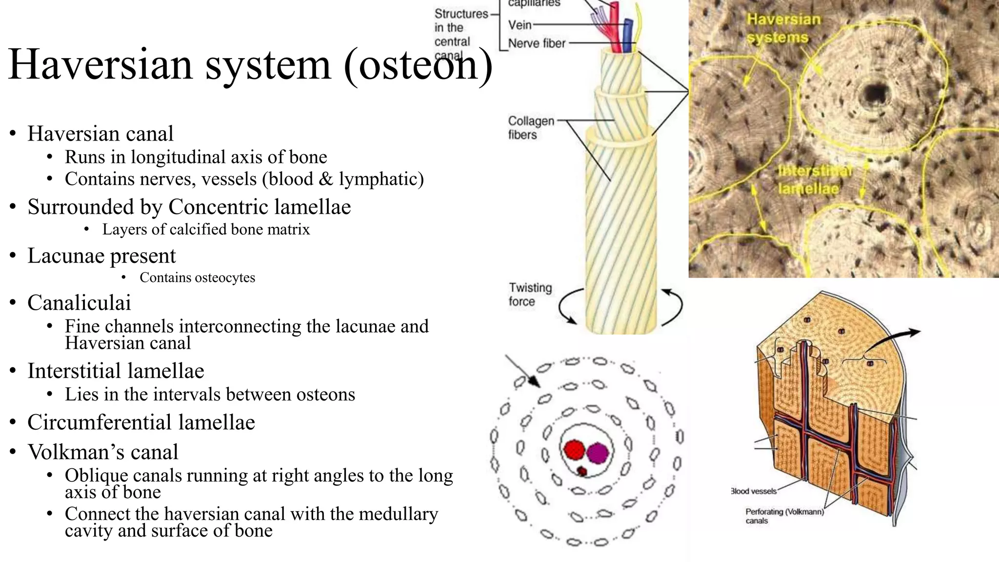 skeletal system21-22.pptx