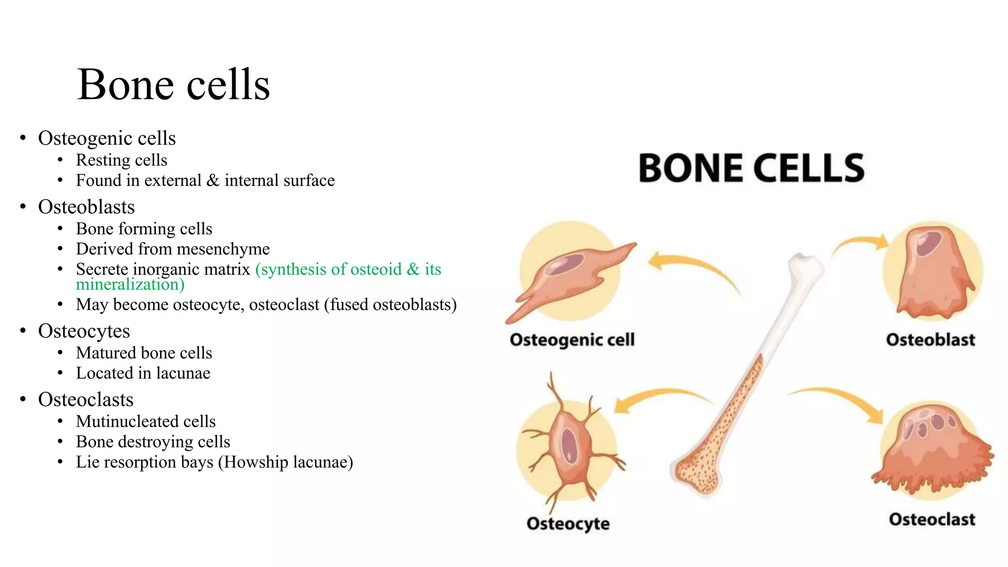 skeletal system21-22.pptx
