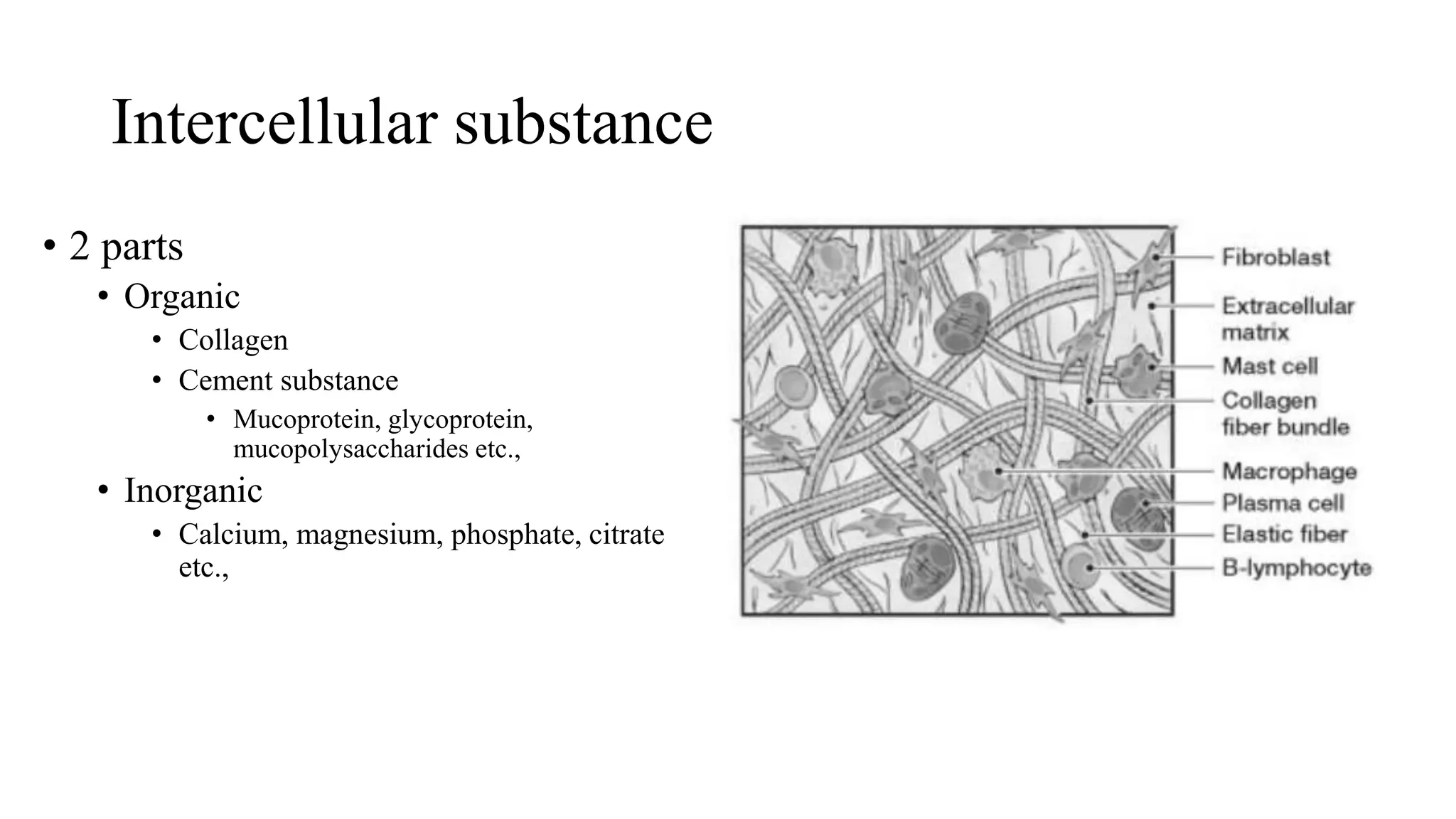 skeletal system21-22.pptx