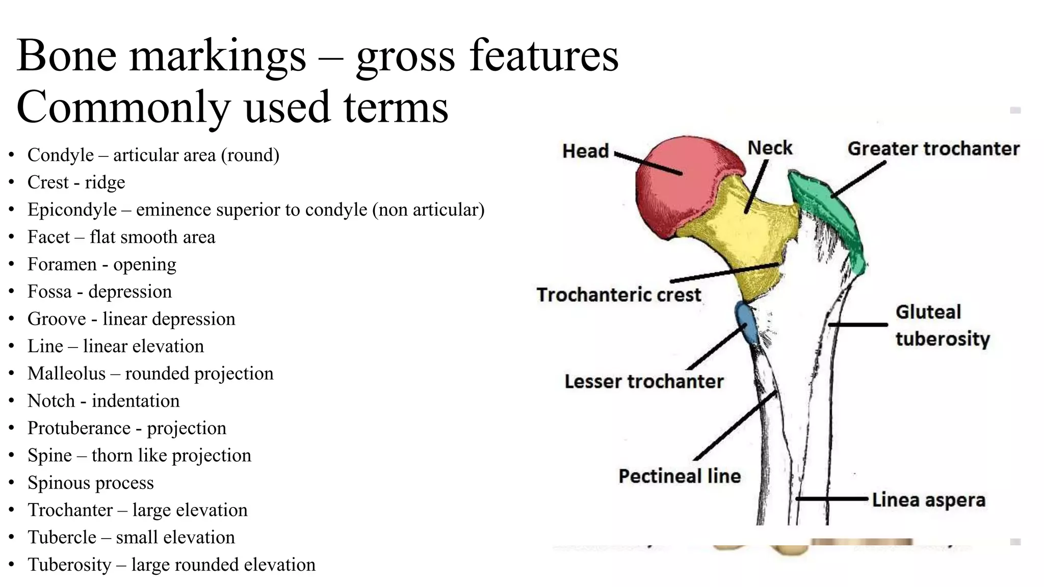 skeletal system21-22.pptx