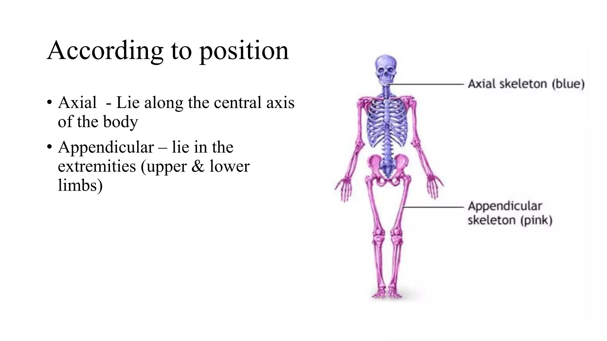 skeletal system21-22.pptx