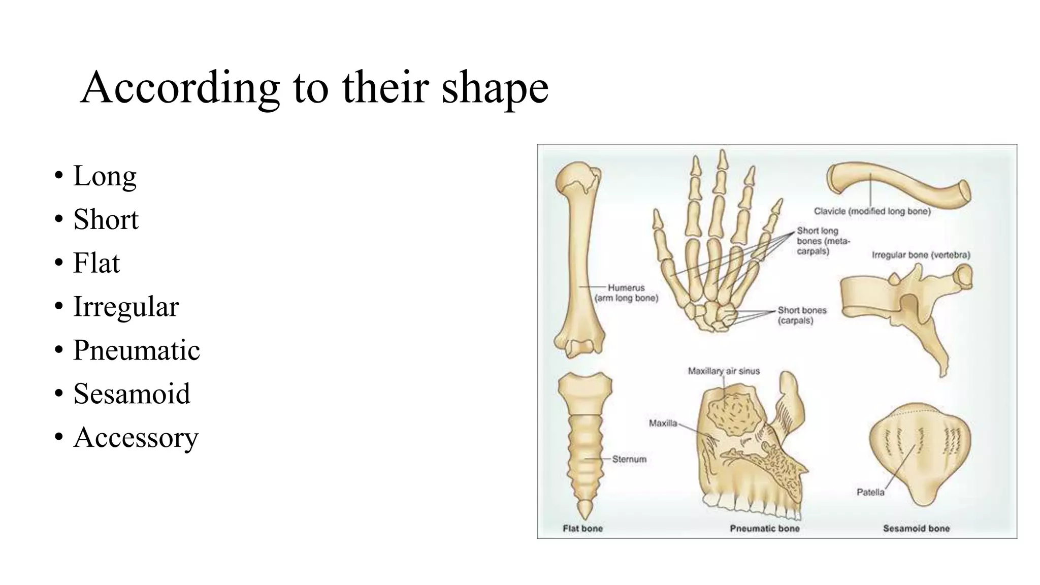 skeletal system21-22.pptx