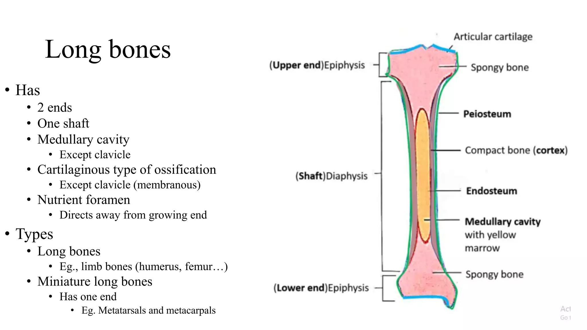 skeletal system21-22.pptx