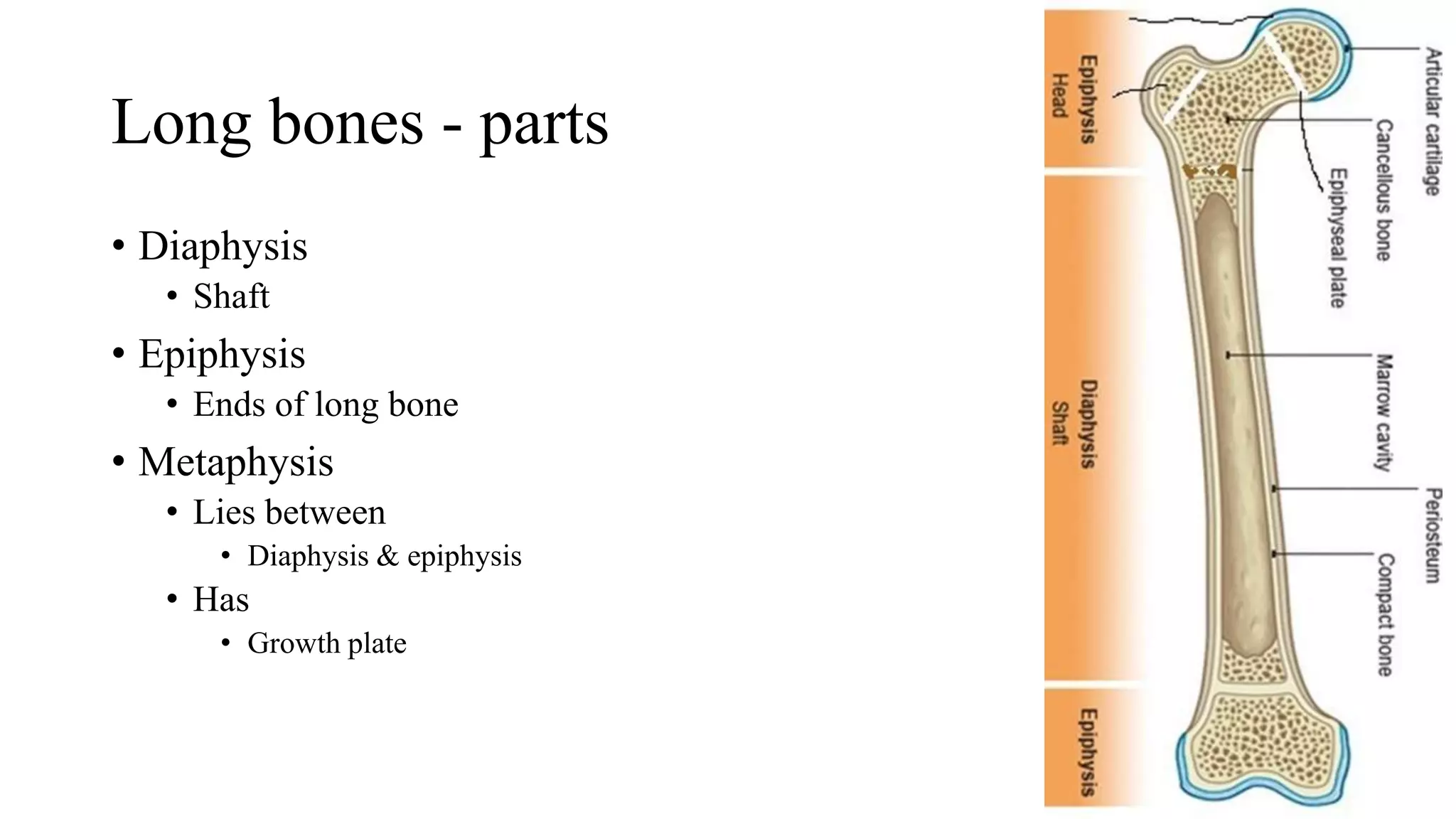 skeletal system21-22.pptx