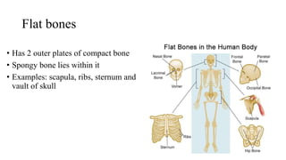skeletal system21-22.pptx