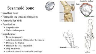 skeletal system21-22.pptx