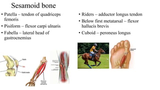skeletal system21-22.pptx