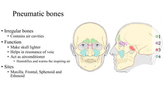 skeletal system21-22.pptx