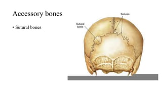 skeletal system21-22.pptx