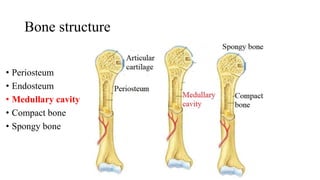 skeletal system21-22.pptx